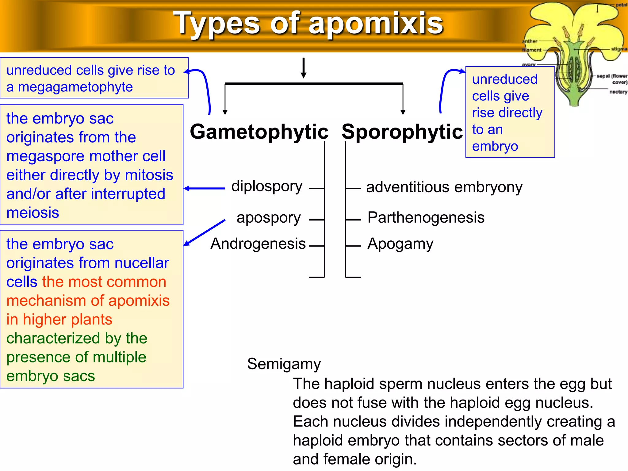 Apomixis in plants | PPTX