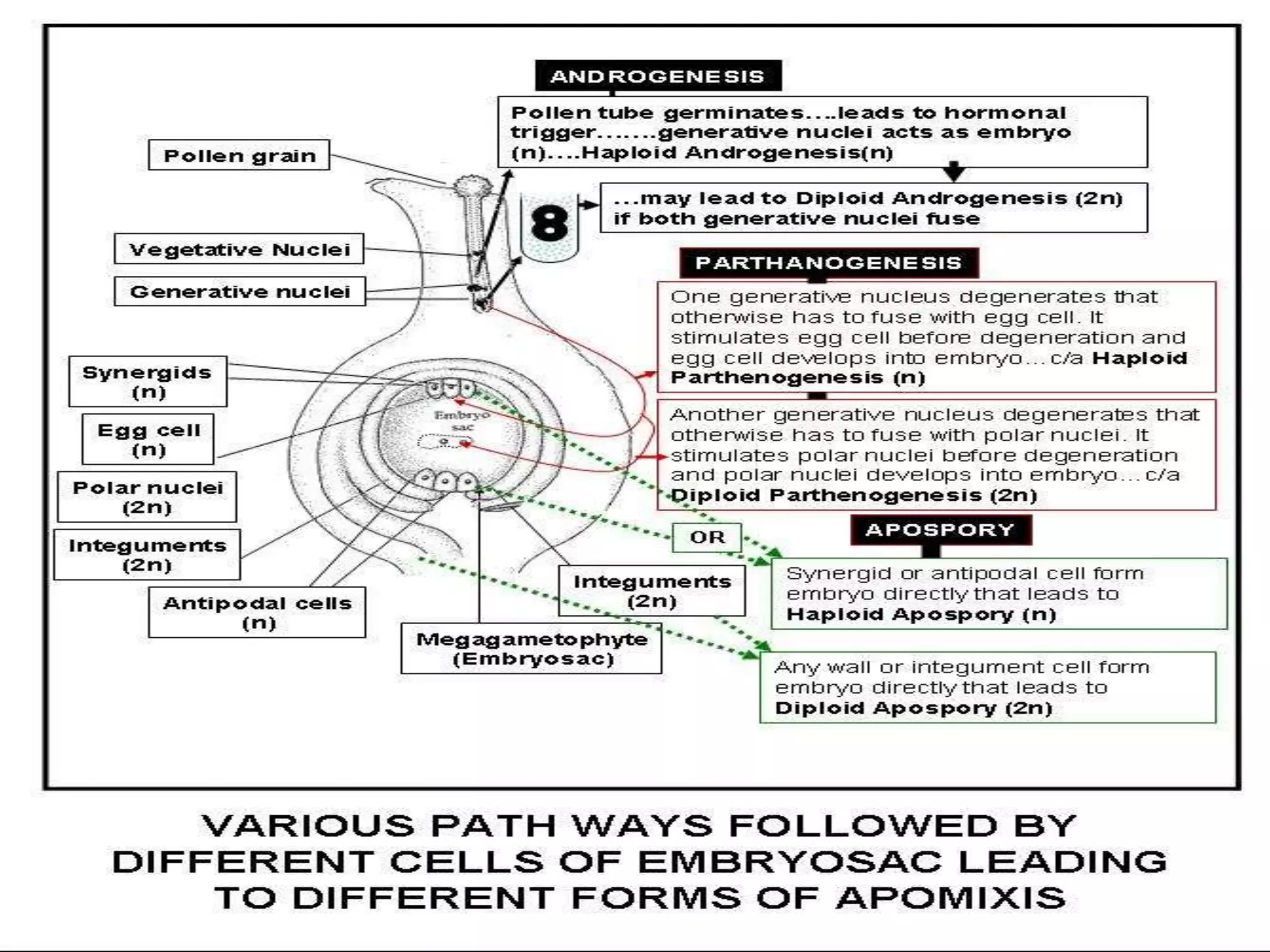 Apomixis in plants | PPTX