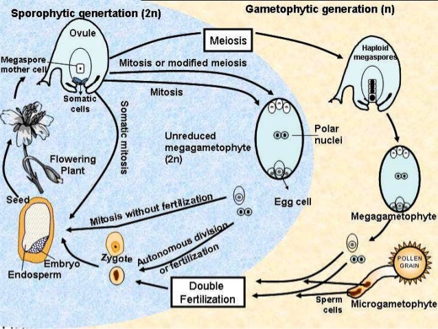 Apomixis in plants