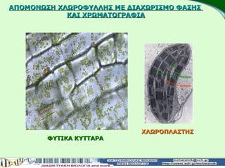 ΑΠΟΜΟΝΩΣΗ ΧΛΩΡΟΦΥΛΛΗΣ ΜΕ ΔΙΑΧΩΡΙΣΜΟ ΦΑΣΗΣ & ΧΡΩΜΑΤΟΓΡΑΦΙΑ ΔΙΑΔΙΚΤΥΑΚΗ ...