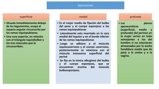 Aponeurosis | PPTX