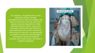 Aponeurosis.pptx