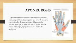 APONEUROSIS DIAPOSITIVAS EXPOSICION .pptx