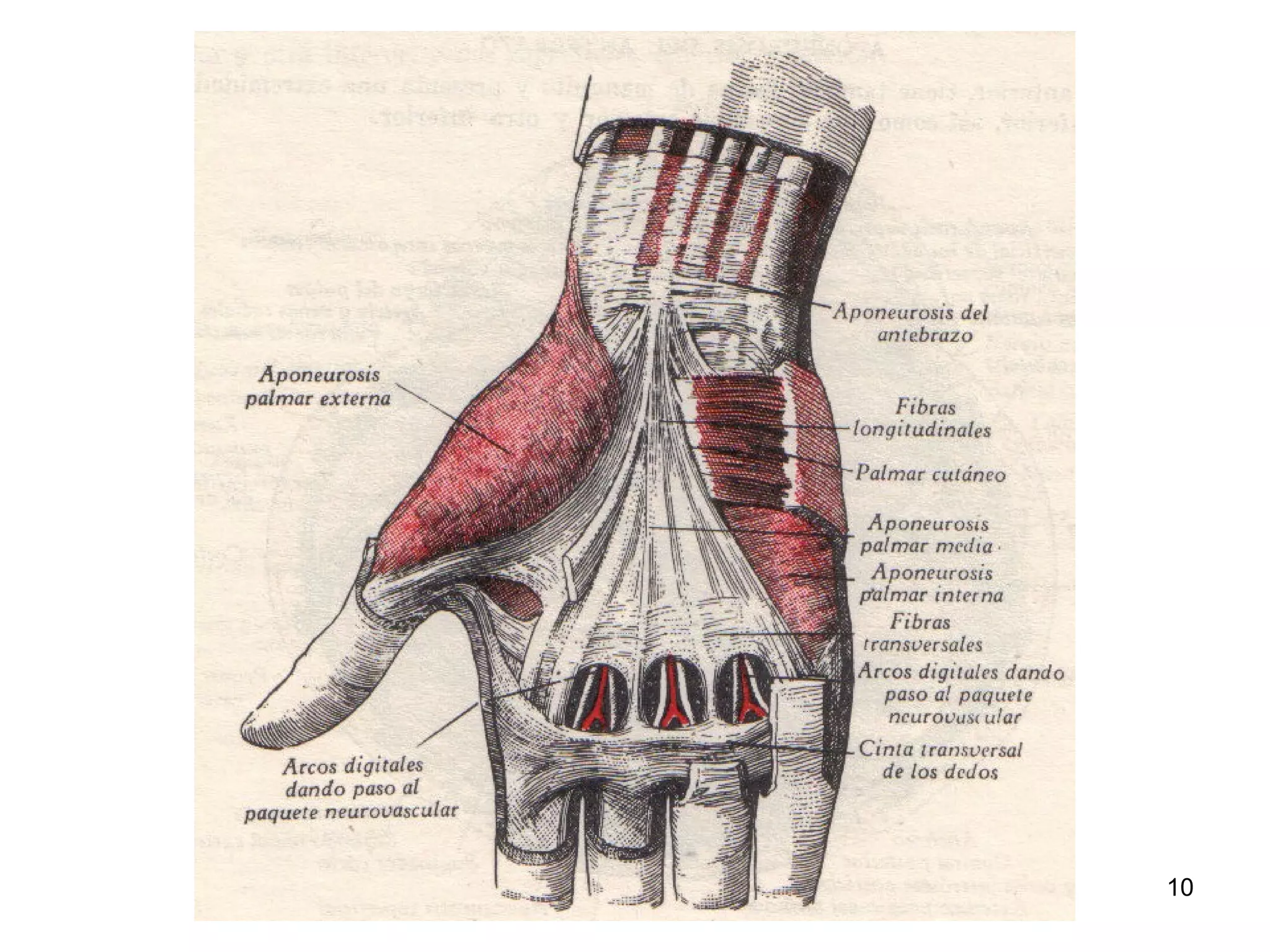 Aponeurosis De La Mano | PPT