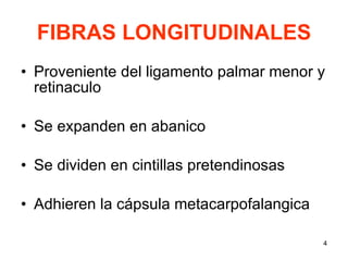 Aponeurosis De La Mano | PPT