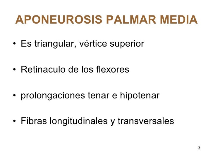 Palmar Aponeurosis