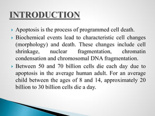 APOPTOSIS | PPTX | Biological Sciences | Science
