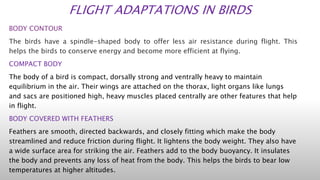 Basic Mechanism & Patterns of Flight in B | PPT