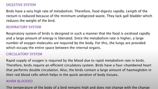 Basic Mechanism & Patterns of Flight in B | PPT