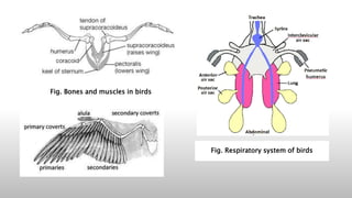 Basic Mechanism & Patterns of Flight in B | PPTX
