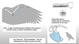 Basic Mechanism & Patterns of Flight in B | PPTX