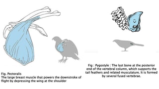 Basic Mechanism & Patterns of Flight in B | PPTX