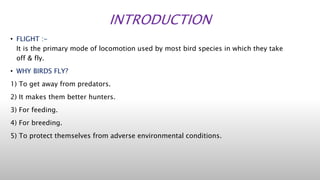 Basic Mechanism & Patterns of Flight in B | PPT