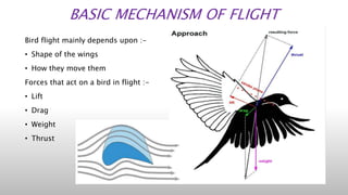 Basic Mechanism & Patterns of Flight in B | PPT