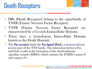 Apoptosis extrinsic mechanism | PPTX