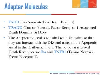 Apoptosis extrinsic mechanism | PPTX