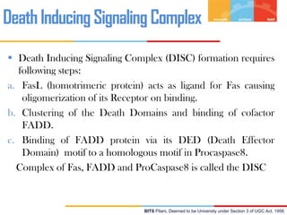 Apoptosis extrinsic mechanism | PPTX