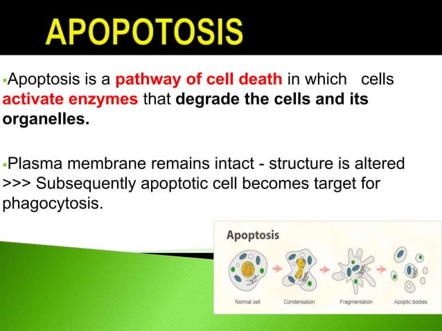 Apopotosis why and how ? | PPTX | Biological Sciences | Science