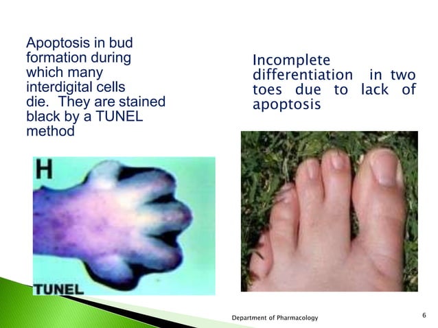 Apopotosis why and how ? | PPTX | Biological Sciences | Science