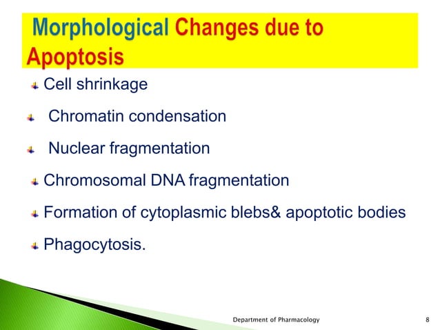 Apopotosis why and how ? | PPTX | Biological Sciences | Science