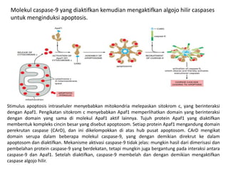 apoptopis ppt.pptx