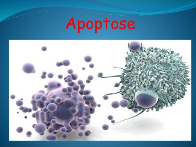 Apoptose