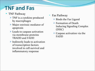 Apoptosis | PPT