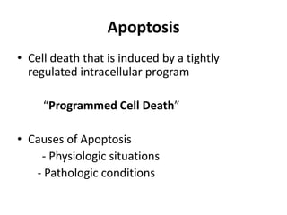 Apoptosis | PPTX