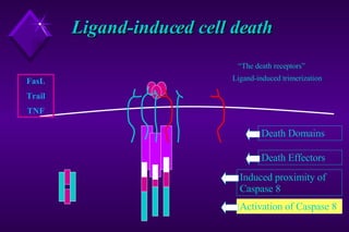 Apoptosis | PPT | Free Download