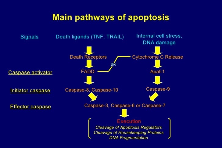 Apoptosis DNA Ladder