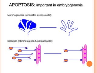 apoptosis-131115234500-phpapp02 (1).pdf