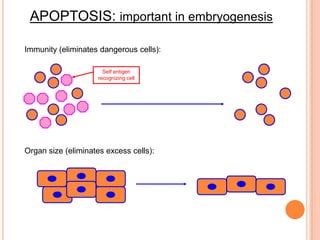 apoptosis-131115234500-phpapp02 (1).pdf