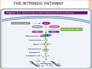 Apoptosis- p53 The guardian of the cell involved in Intrinsic Pathway ...