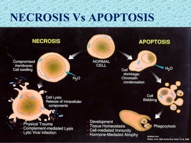 Apoptosis