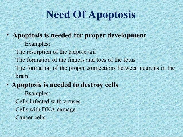Apoptosis