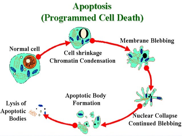 Apoptosis