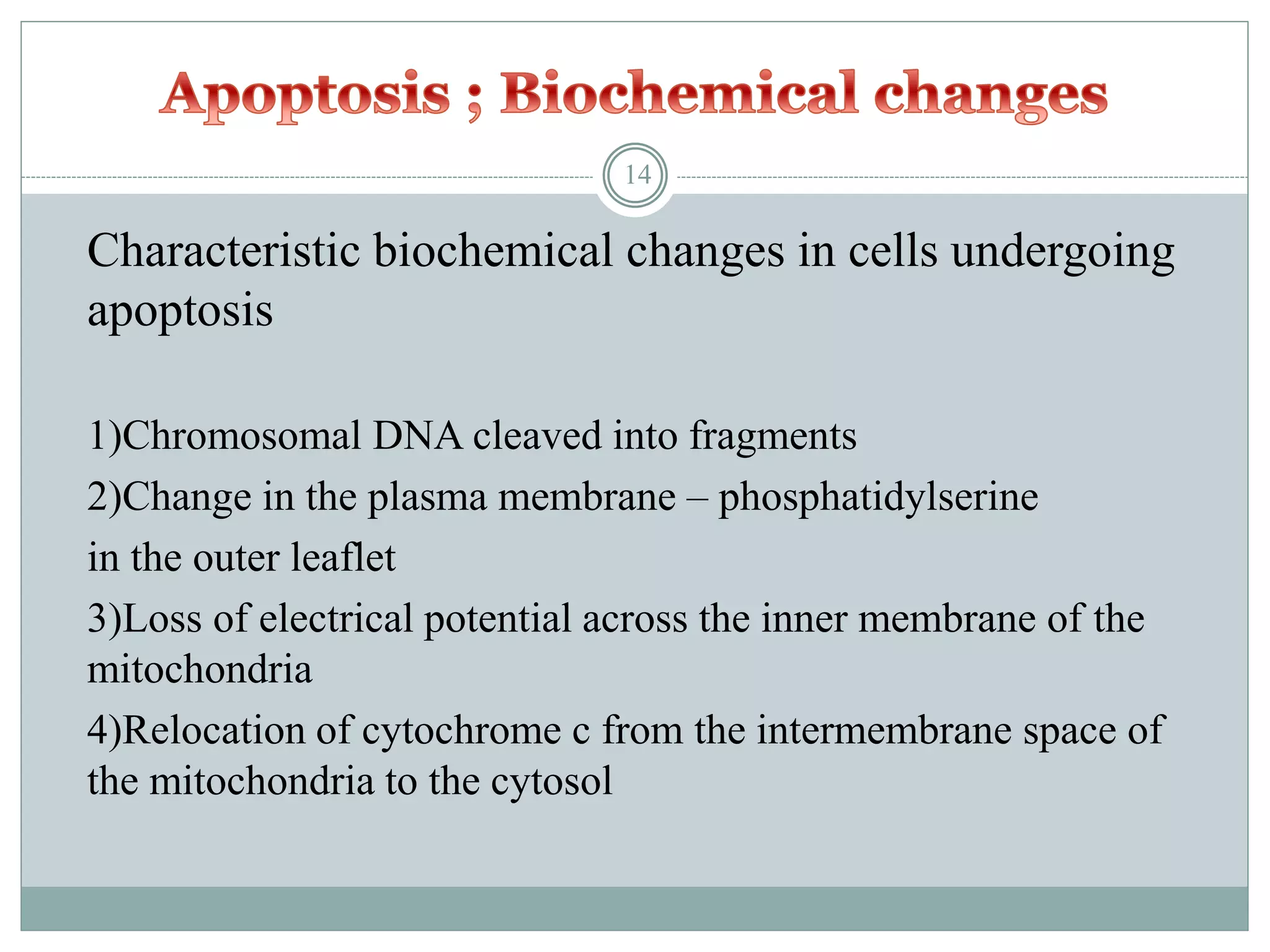 Apoptosis | PPTX