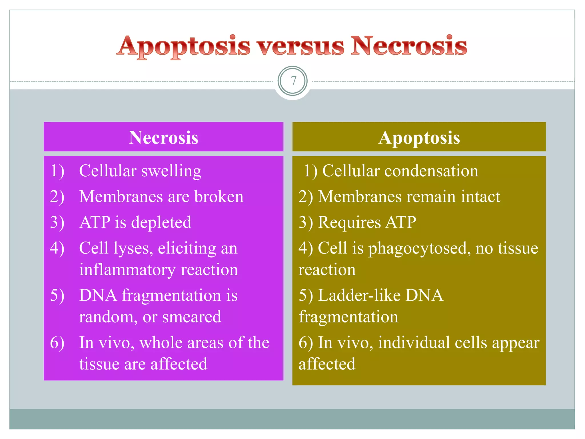 Apoptosis | PPTX