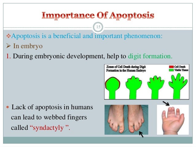 Apoptosis