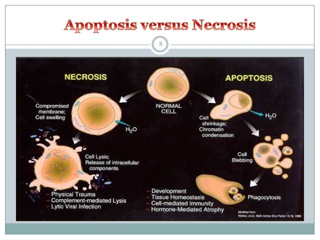 Apoptosis