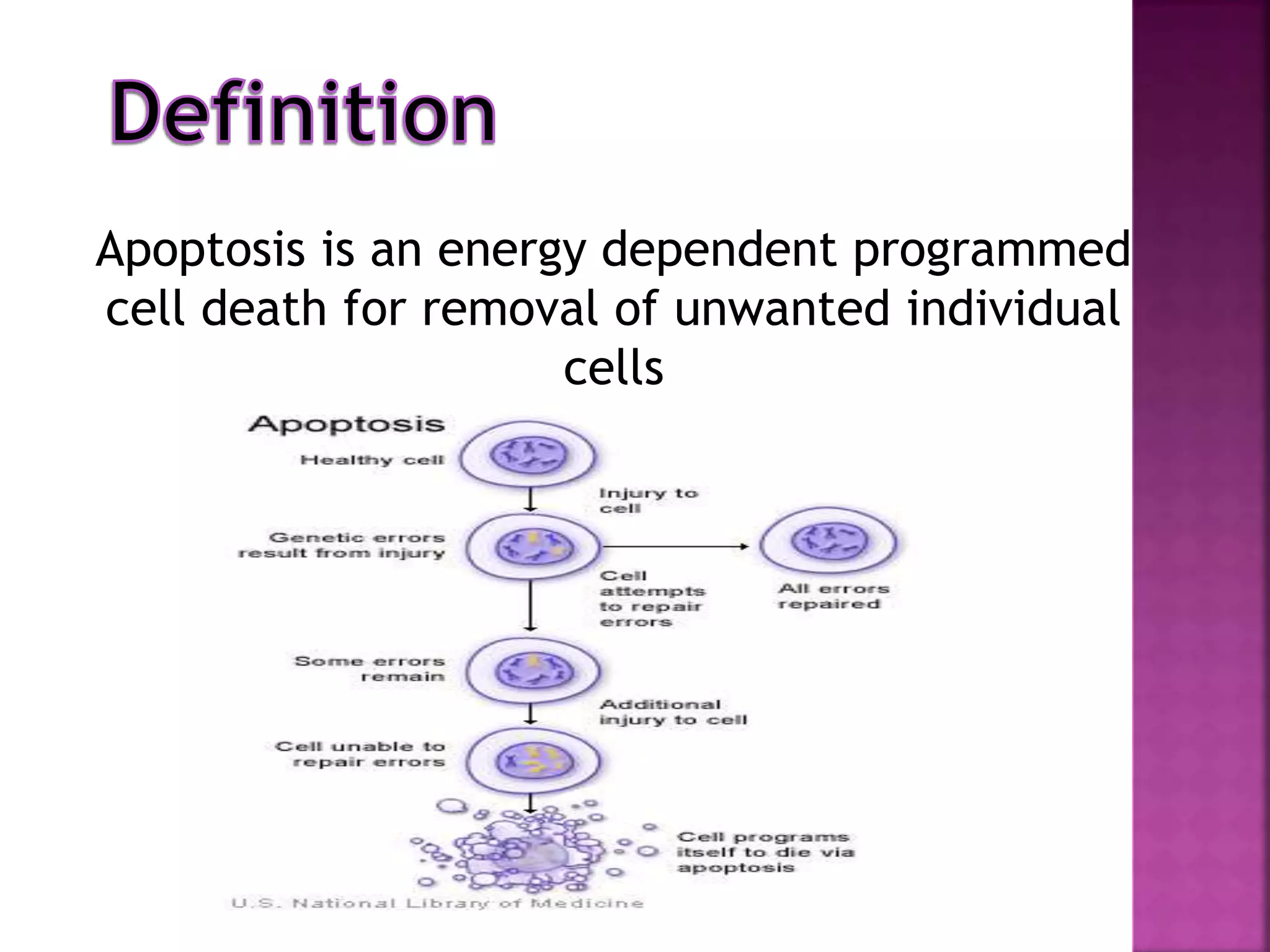 Apoptosis | PPTX | Biological Sciences | Science