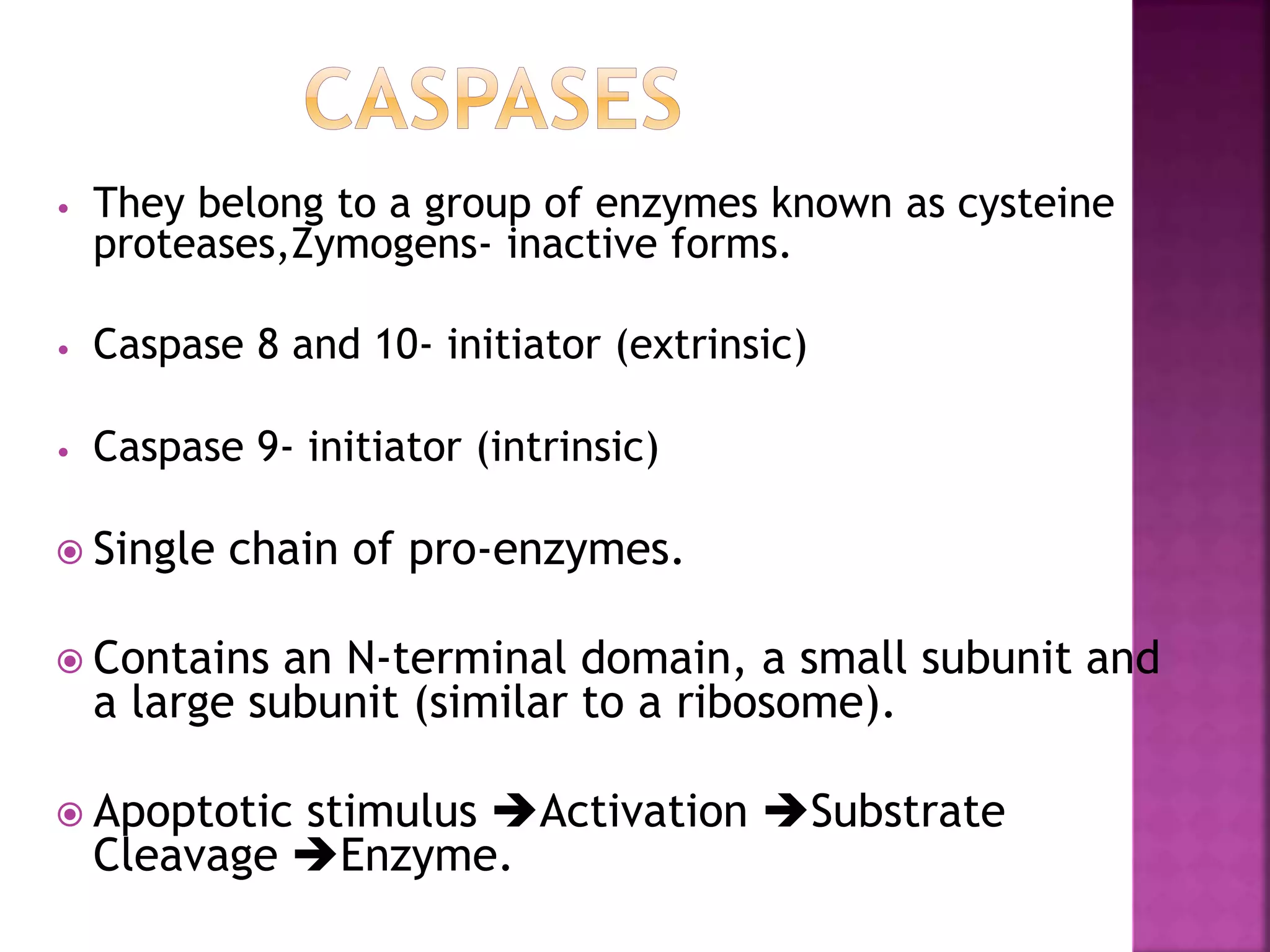 Apoptosis | PPTX | Biological Sciences | Science