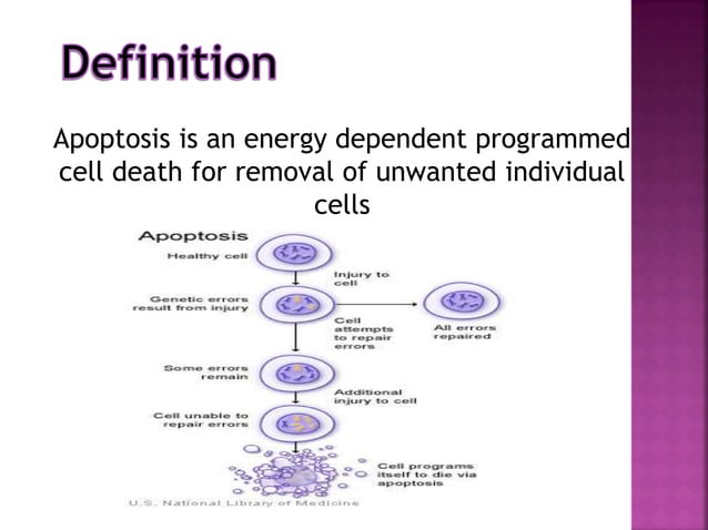 Apoptosis | PPTX | Biological Sciences | Science