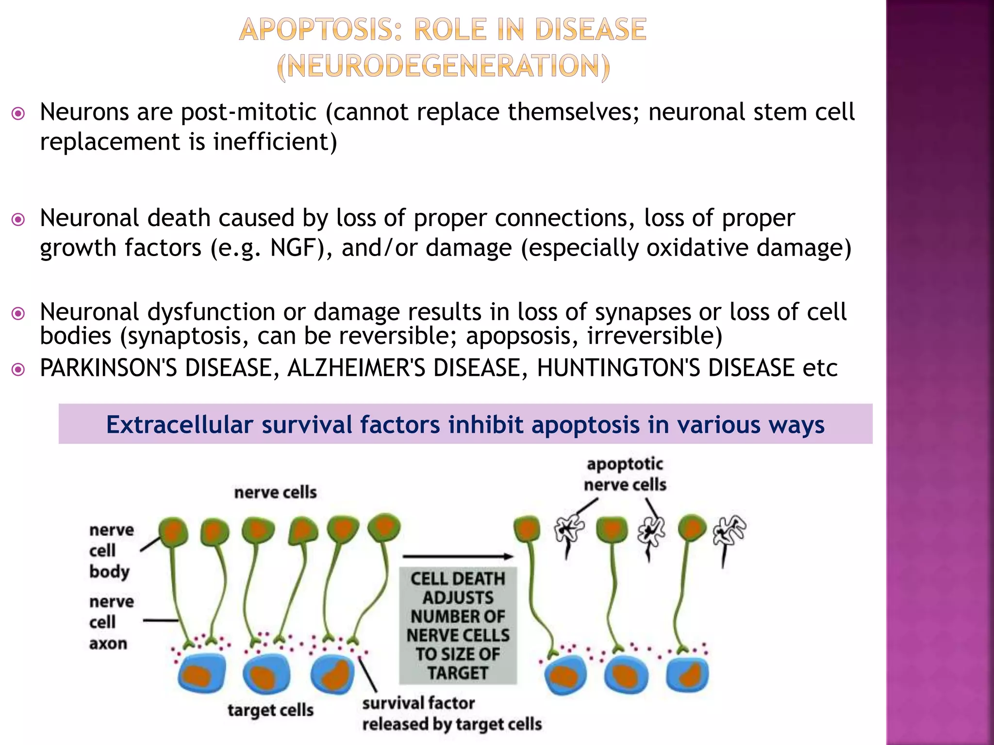 Apoptosis | PPTX