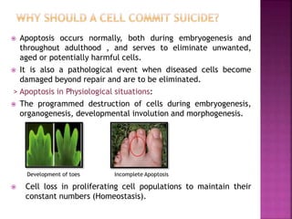 Apoptosis | PPTX
