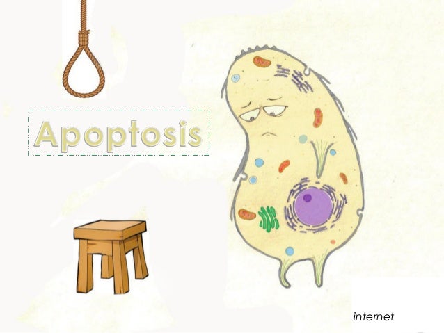 Apoptosis