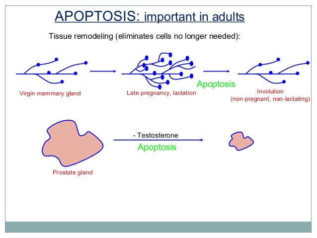 Apoptosis