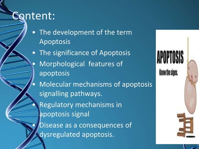 Apoptosis | PPTX