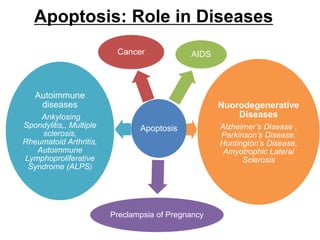 Apoptosis | PPT