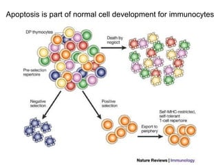 Apoptosis | PPTX